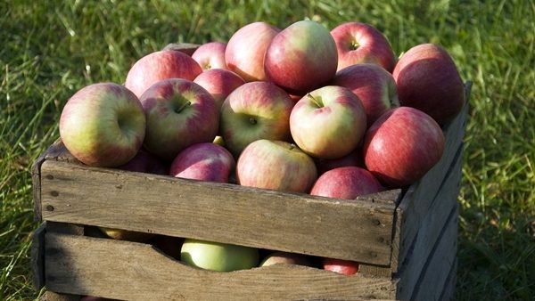 Celebrate National Nutrition Month with Michigan Apples