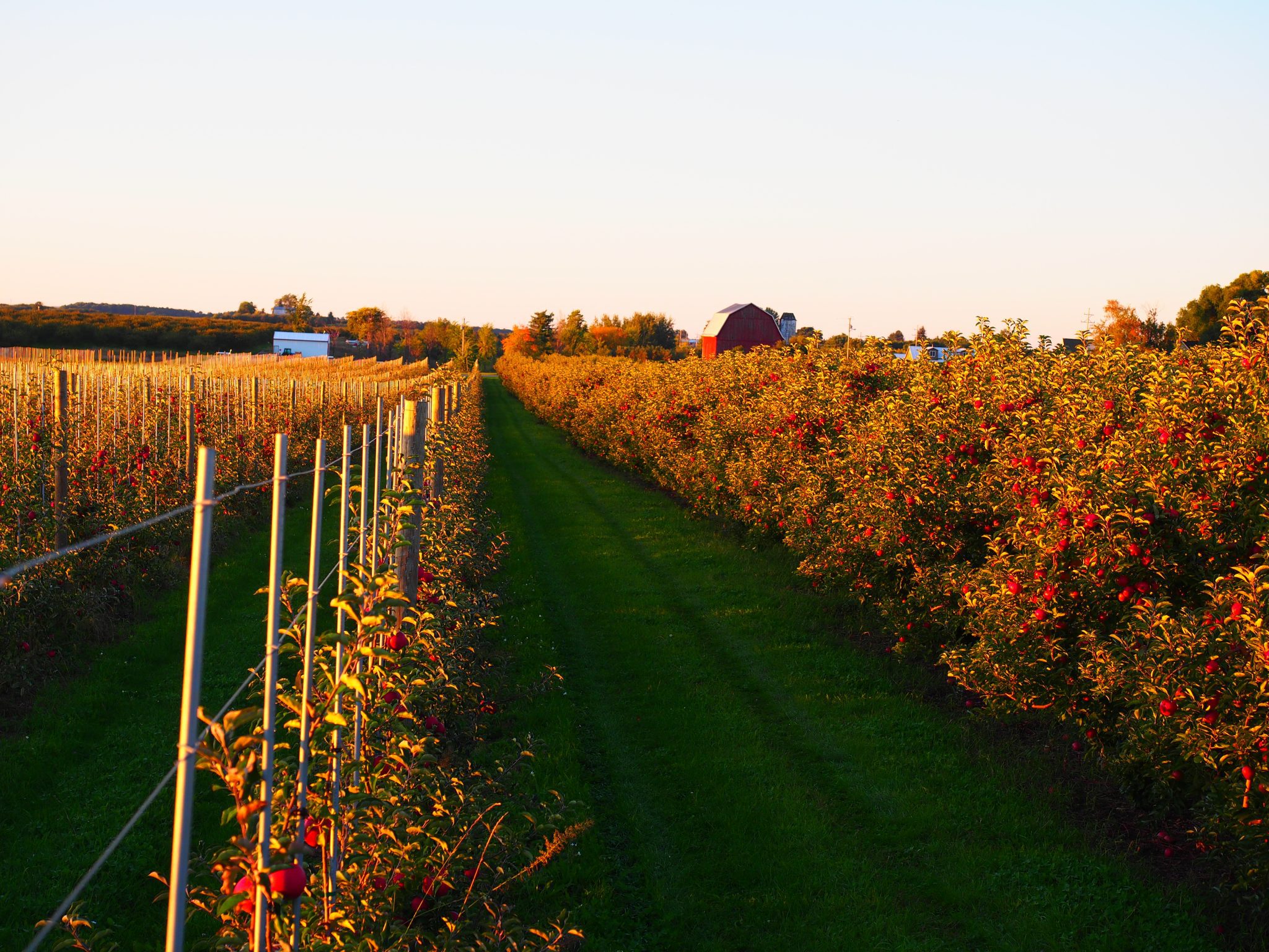 Michigan Apple Varieties - Michigan Apples
