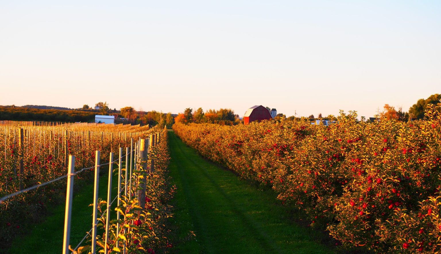 Michigan Apple Facts and History - Michigan Apples